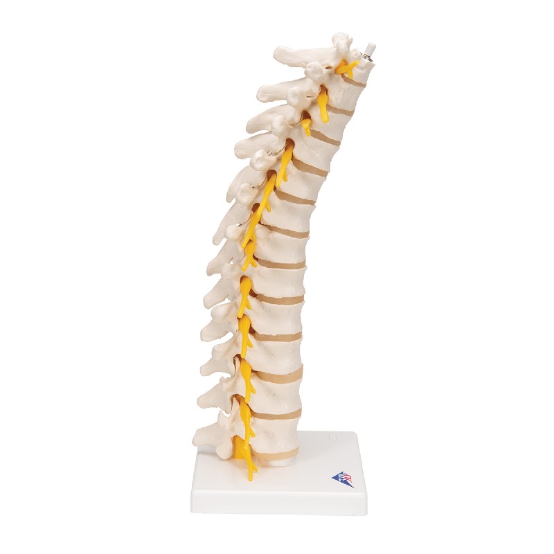 3B Scientific Thoracic Spine Model | Health and Care